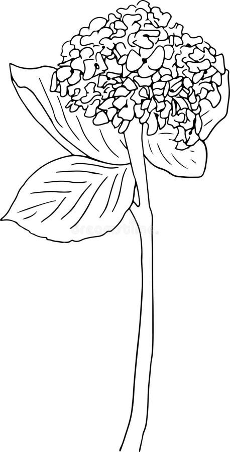 Hydrangea, Sketch in Vector, One Flower Black and White Stock Vector ...