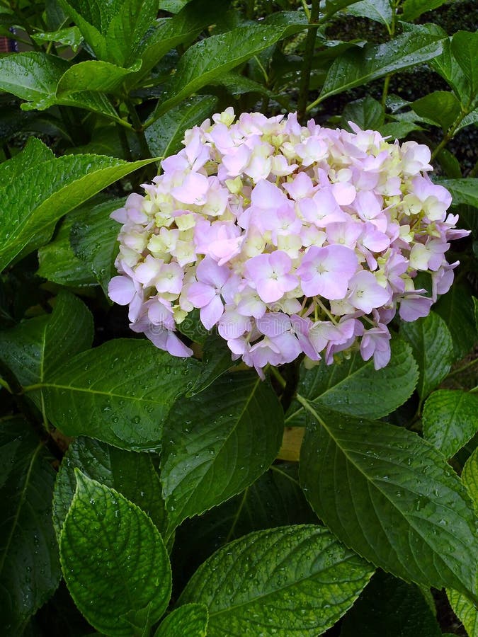 Hydrangea in Spring in the Garden Stock Photo - Image of native, floral ...