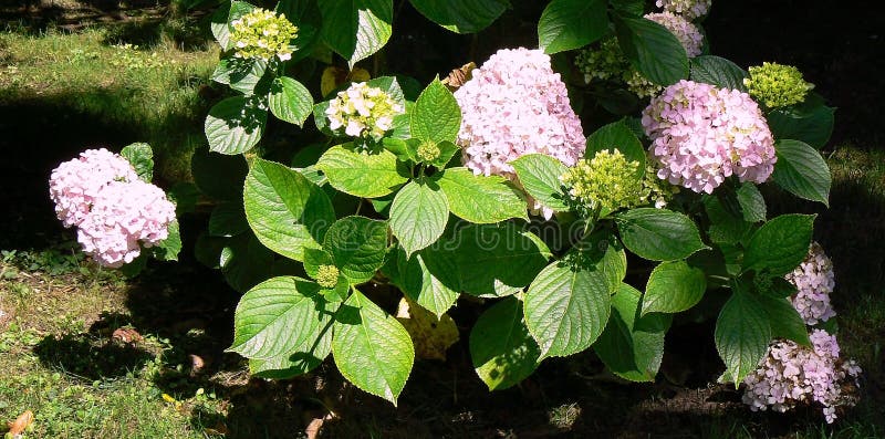 Hydrangea in Spring in the Garden Stock Image - Image of bloom ...