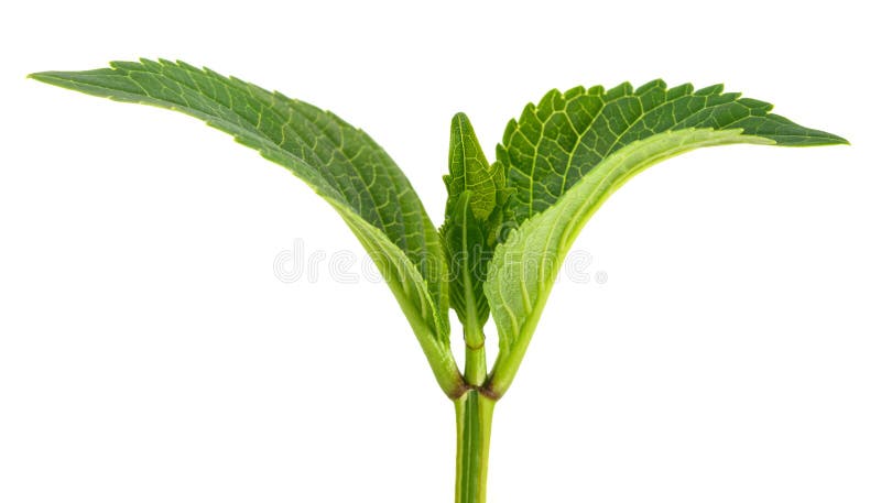 Hydrangea sprout stock photo. Image of ortensia, shot - 363268730