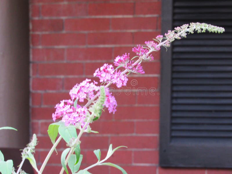 Hydrangea sprout stock image. Image of green, hydrangea - 250828445
