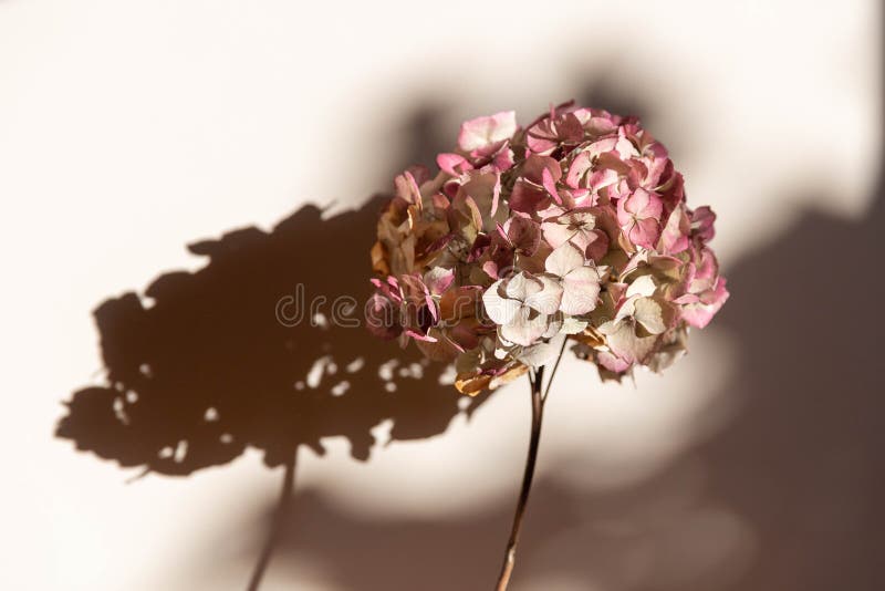 Hydrangea in sunset light stock image. Image of hydrangea - 152306827