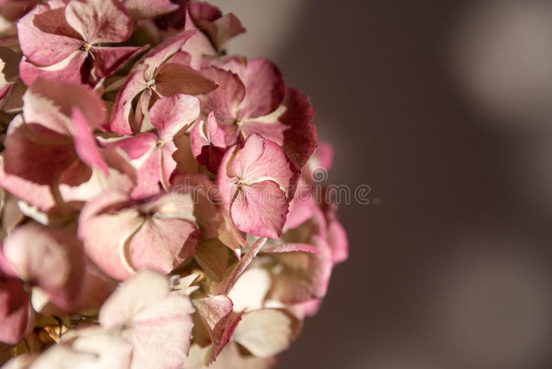 Hydrangea in sunset light stock image. Image of nature - 152307049