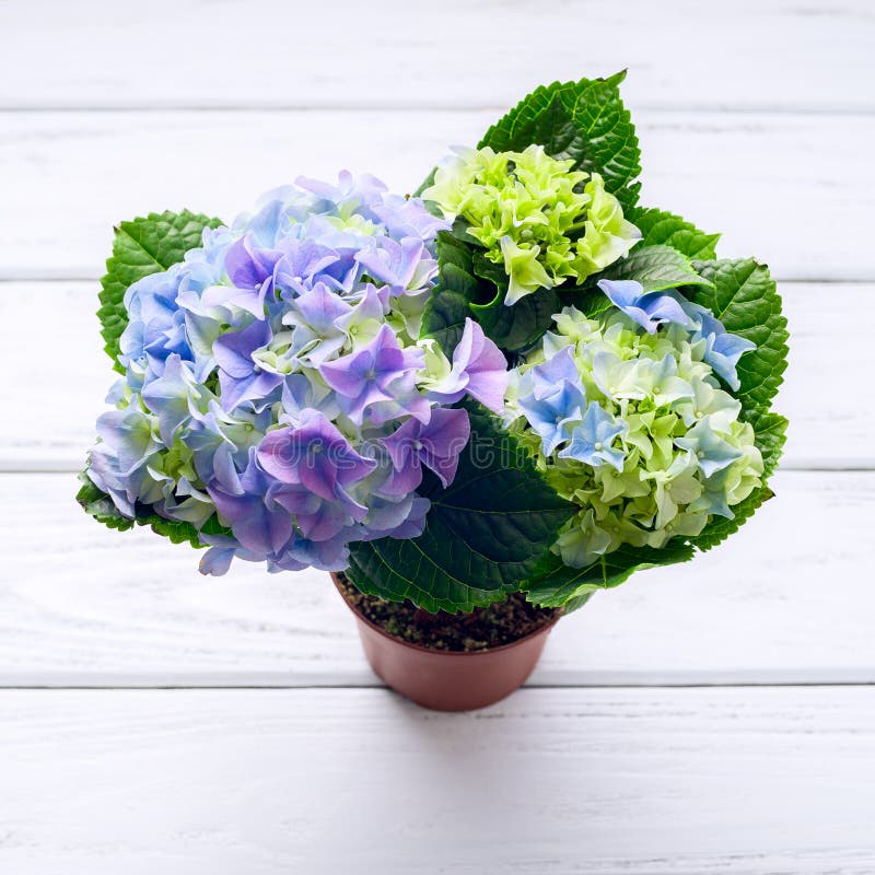 Hydrangea on table stock image. Image of bloom, hydrangea - 50281669