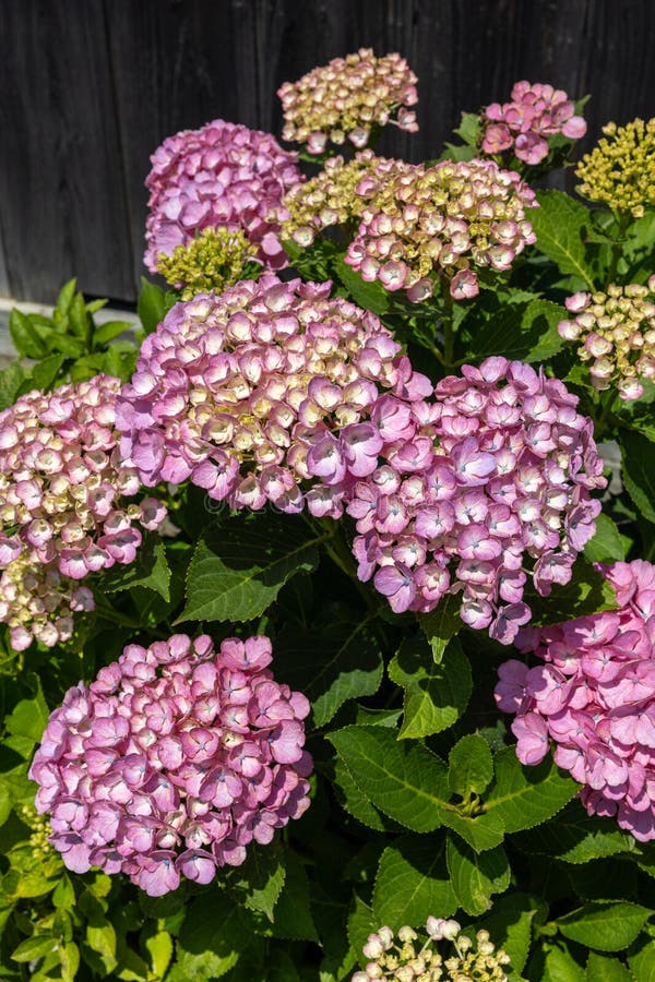 Pink Hydrangea Flowers in the Hydrangea Temple Blooming in Early Summer ...