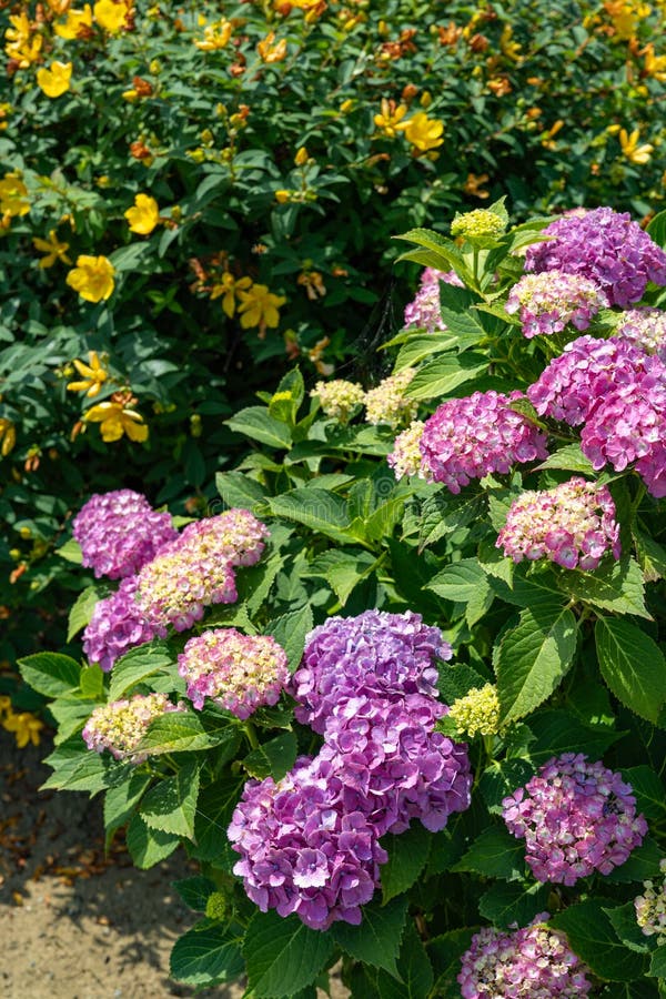 Pink Hydrangea Flowers in the Hydrangea Temple Blooming in Early Summer ...