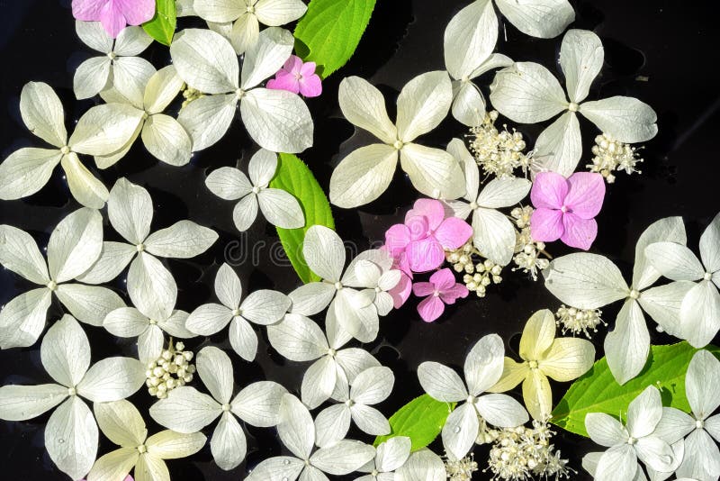 Hydrangea stock photo. Image of drop, floral, garden - 98014330
