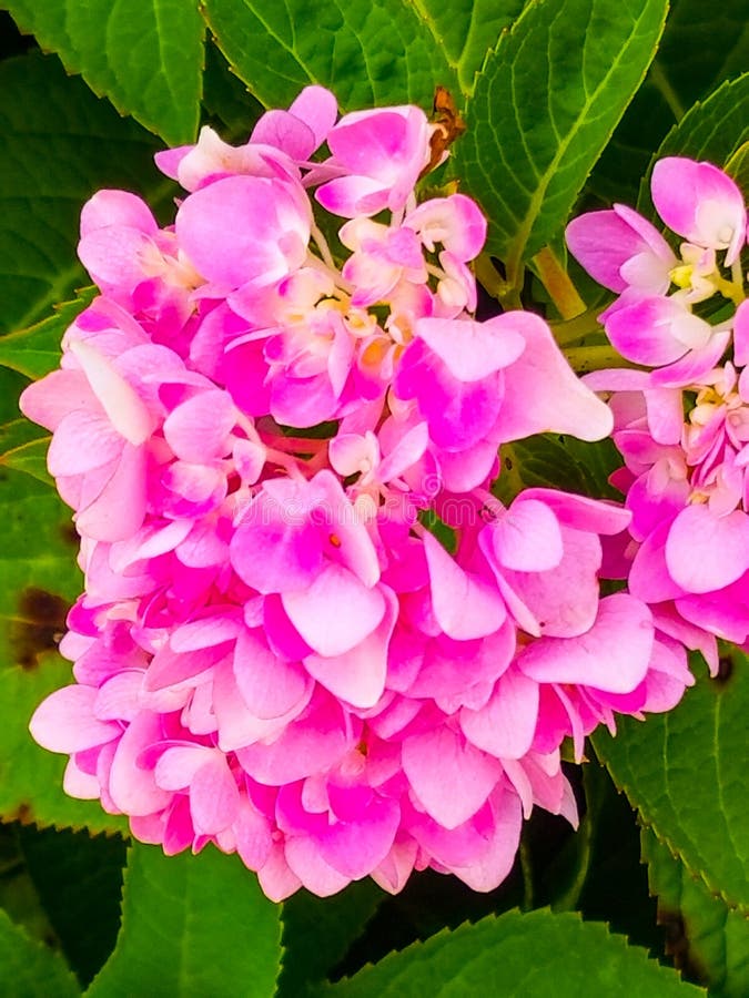 Hydrangea Tree Bloom stock image. Image of hydrangea - 148285475