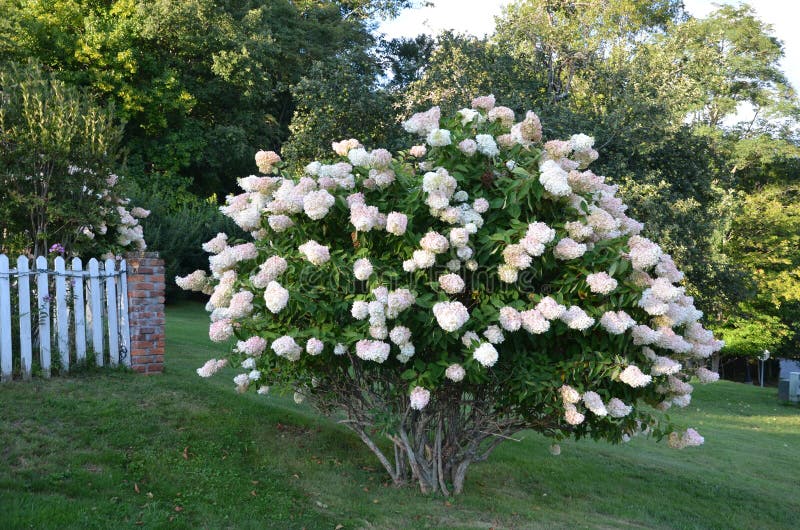 Topiary yew trees stock photo. Image of topiary, hedge - 61121814