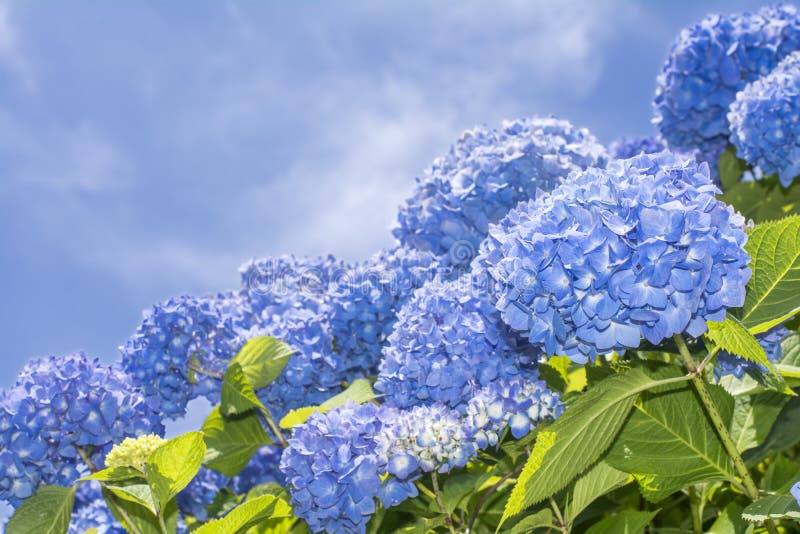 Hydrangea under sky stock image. Image of hydrangea, wood - 67249923