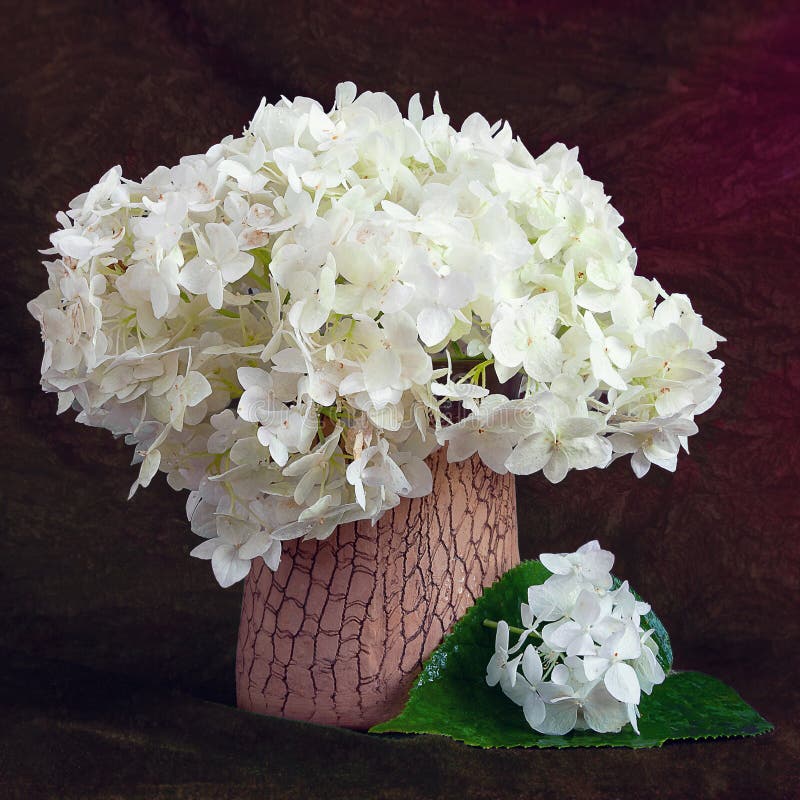 Hydrangea in a Vase. Hydrangea Inflorescence on a Dark Background Stock ...