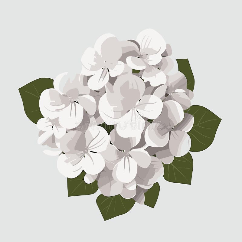 Hydrangea Vector Flat Minimalistic Isolated Illustration Stock Vector ...