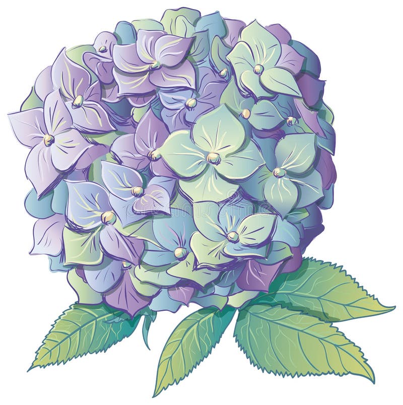 Hydrangea. Vector Illustration. Stock Vector - Illustration of ...