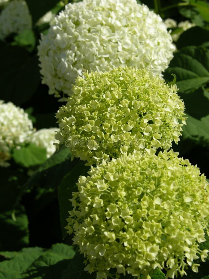 Hydrangea verde imagen de archivo. Imagen de flora, flor - 617453
