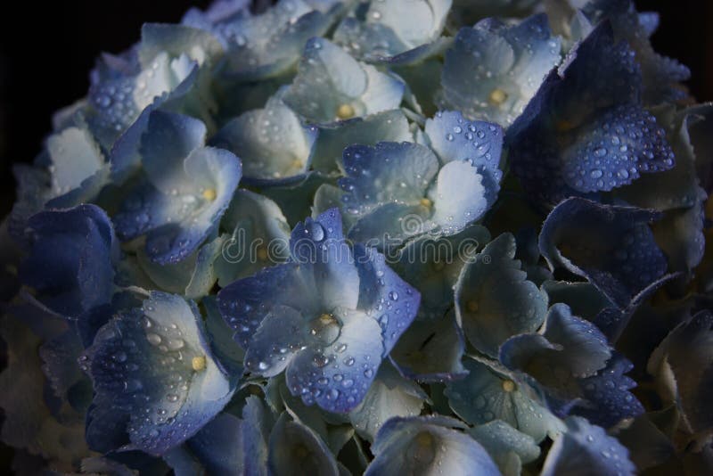 Hydrangea with water drops stock image. Image of green - 42301883