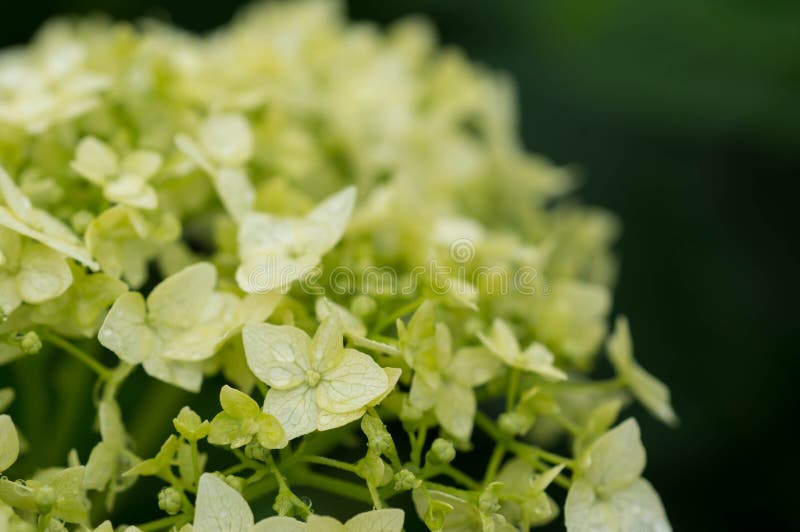 Hydrangea with Water Drops after a Rain Stock Image - Image of ease ...