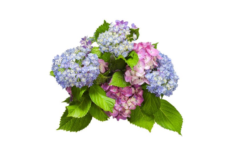 Hydrangea in a White Background Stock Image - Image of flower, seasonal ...