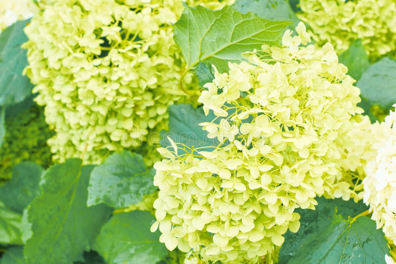 Hydrangea White,light Green Hydrangea Flowers. Hydrangea Macrophylla ...