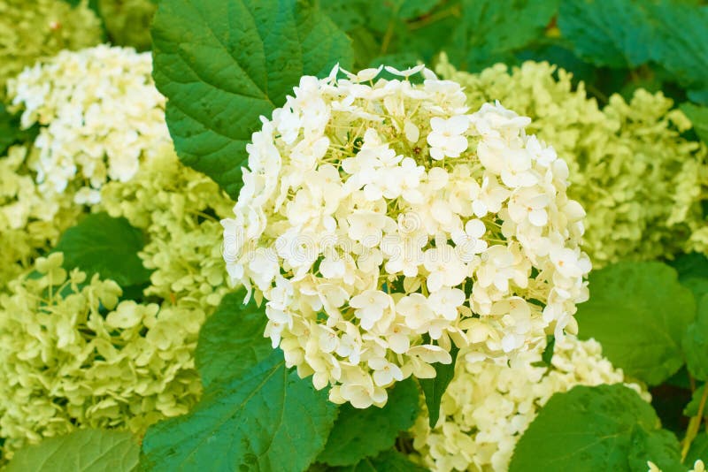 Hydrangea White,light Green Hydrangea Flowers. Hydrangea Macrophylla ...