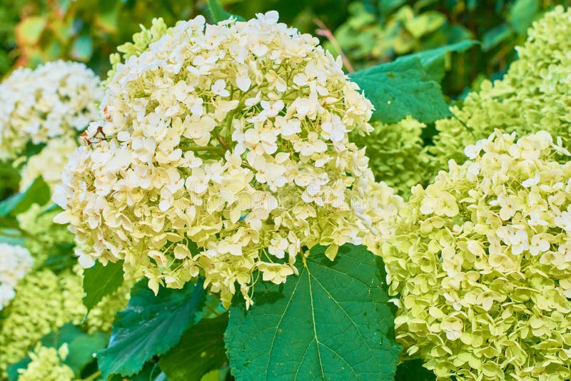 Hydrangea White,light Green Hydrangea Flowers. Hydrangea Macrophylla ...