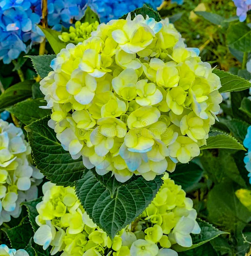 Hydrangea White, Yellow, Blue Hydrangea Flowers Stock Photo - Image of ...