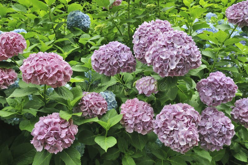 Amaryllis Belladonna Lily stock photo. Image of bloom - 26192296