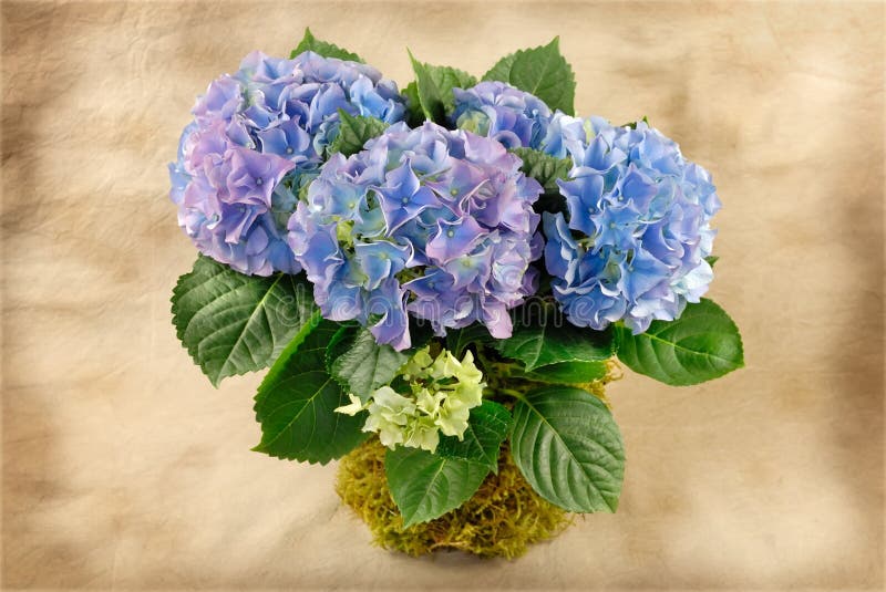 Hydrangeas stock image. Image of springtime, moss, hortensia - 24414781