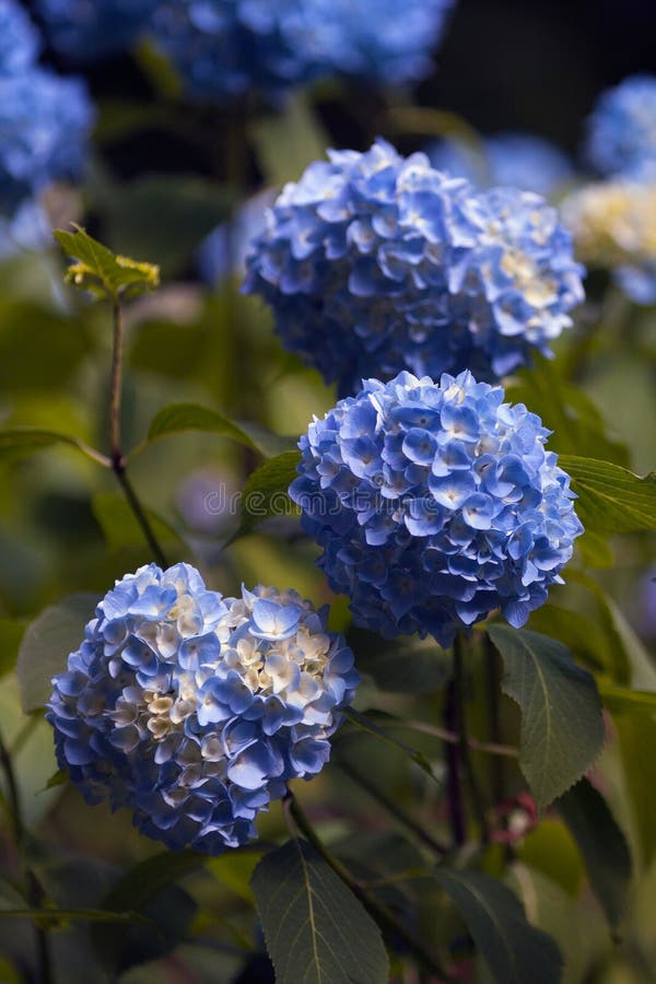 Field and Hydrangeas in the Faial Island Stock Image - Image of field ...