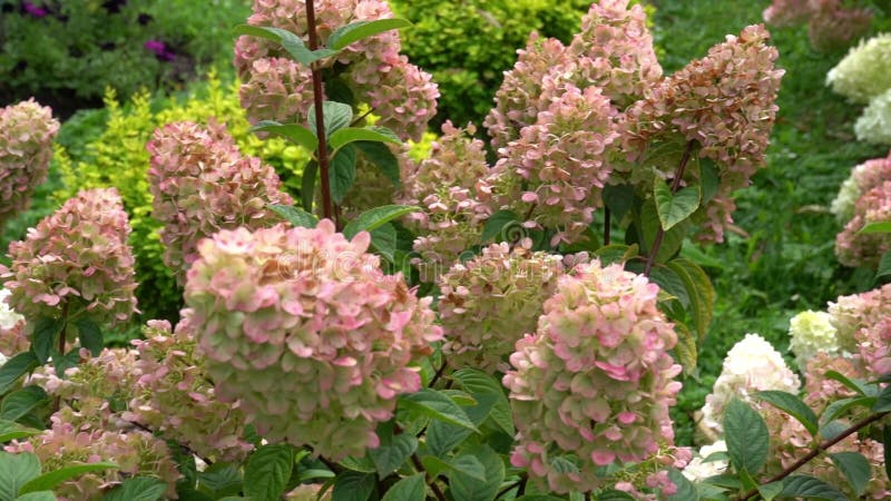 Hydrangeas Bloom Garden. Pink Bud Hydrangea Flower. Stock Footage ...