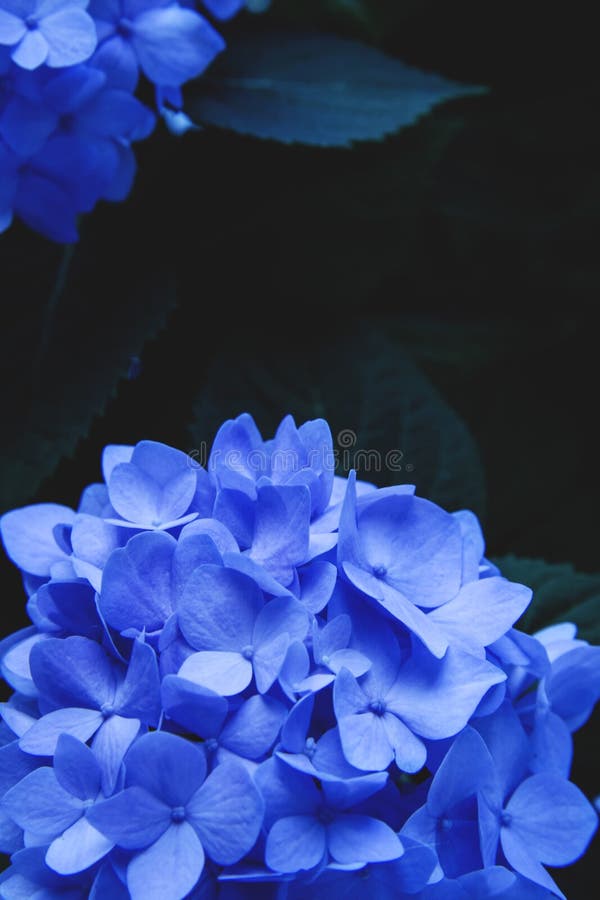 Hydrangeas in blue stock image. Image of green, environmental - 99348165