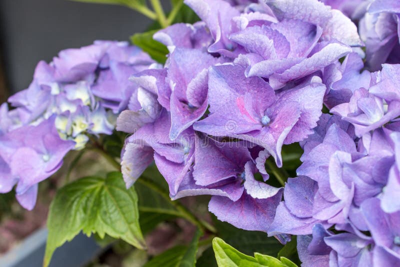 Hydrangeas stock image. Image of purple, garden, hydrangeas - 58352873