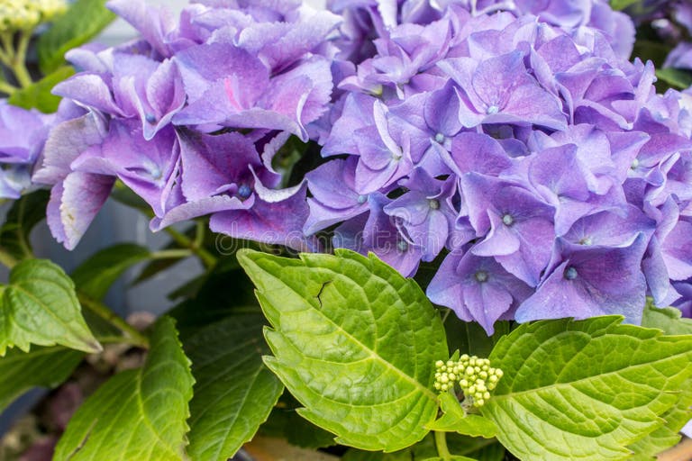 Hydrangeas stock photo. Image of violet, detail, flower - 58353212
