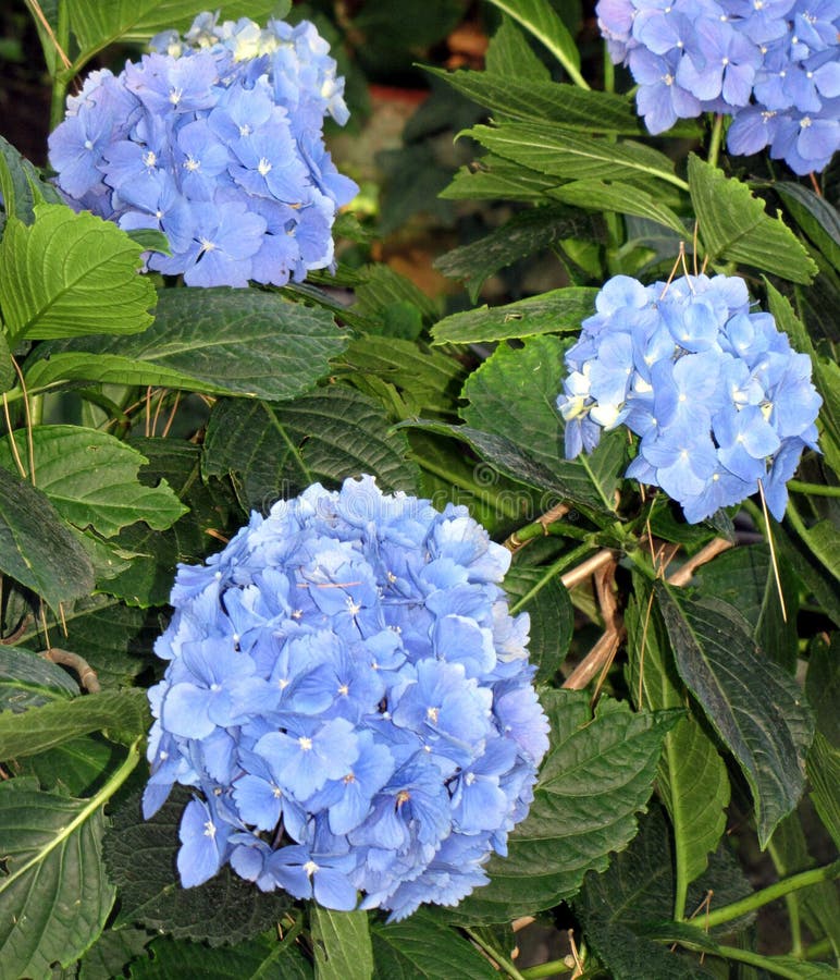 Hydrangeas of Various Varieties and Colors Stock Image - Image of white ...