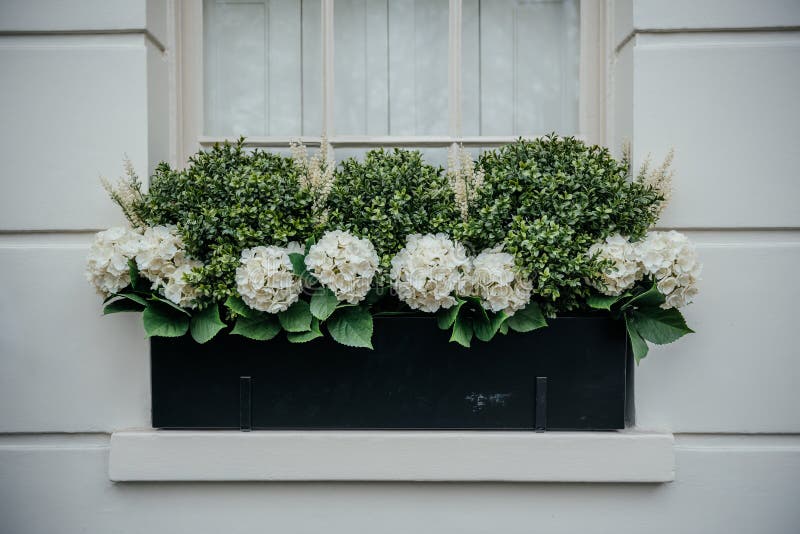 Hydrangeas and Boxwood in Elegant Window Box Stock Image - Image of ...