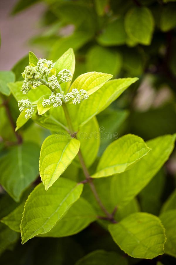 Hydrangeas branch stock photo. Image of beauty, multi - 56527854