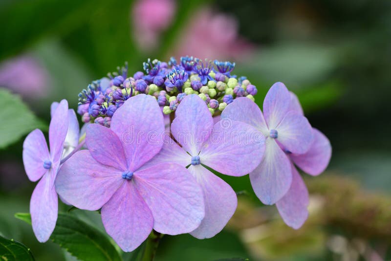 Hydrangeas stock image. Image of botanical, flowers - 130131941