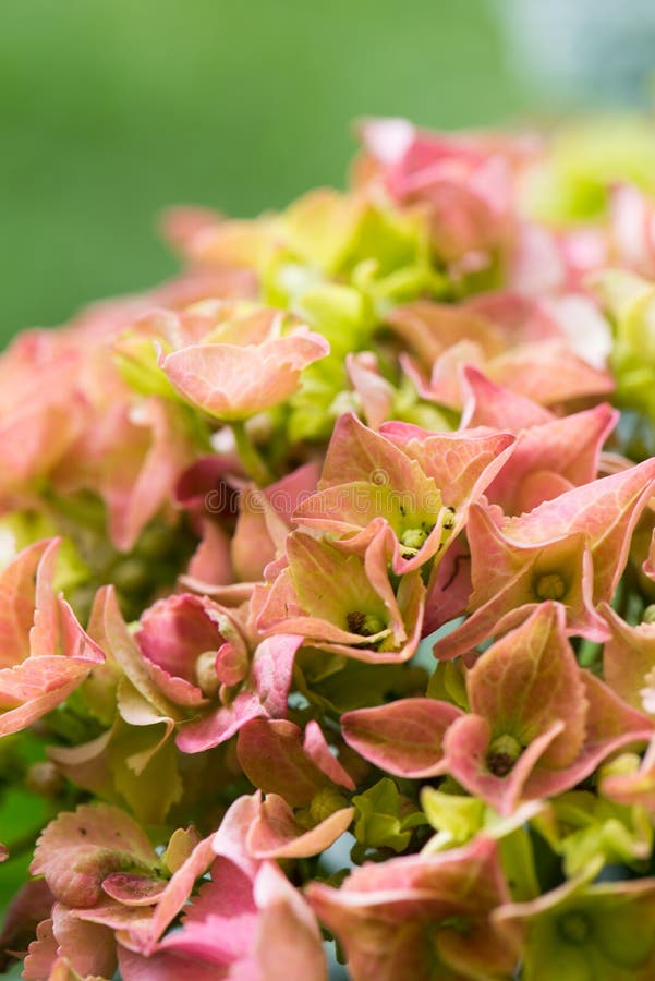 Hydrangeas stock image. Image of flowers, hydrangeas - 41662801