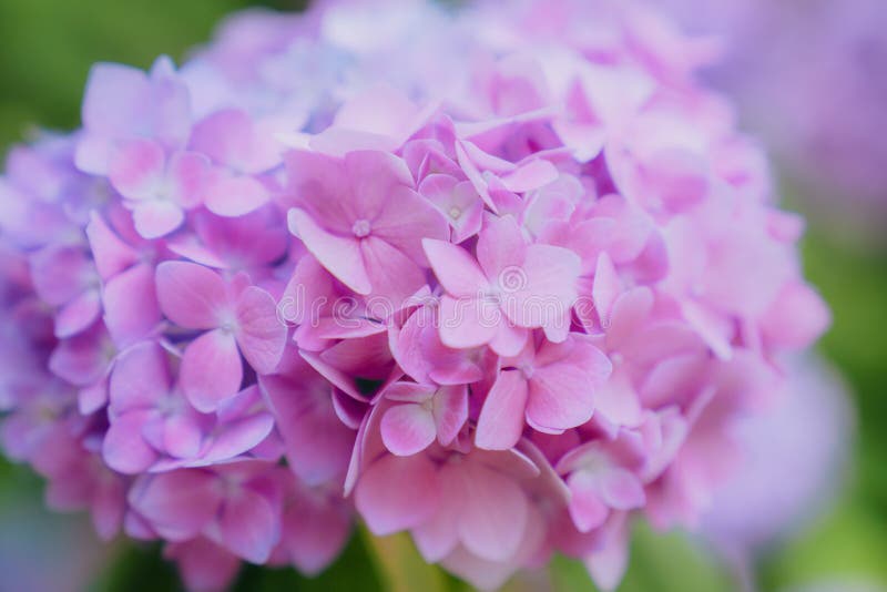 Hydrangeas of Different Colors Bloom in June Stock Image - Image of ...