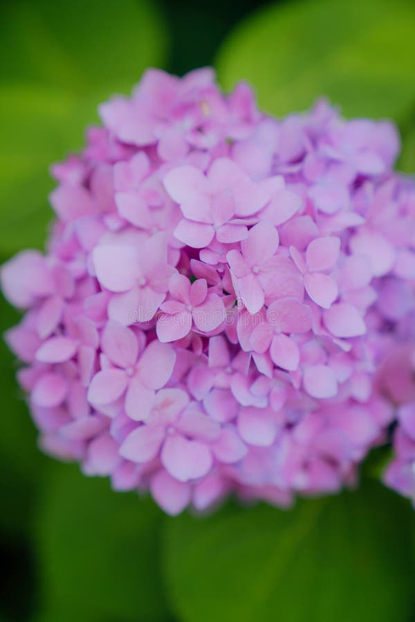 Hydrangeas of Different Colors Bloom in June Stock Photo - Image of ...