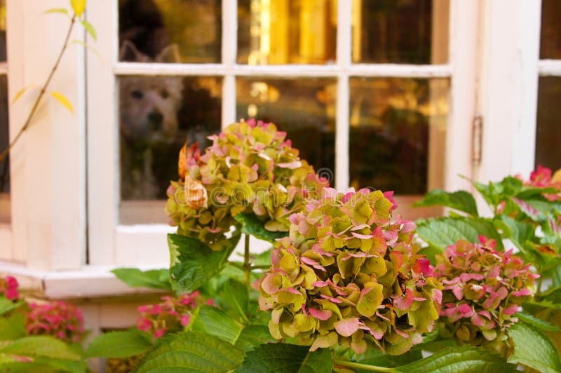 Hydrangeas in Front of Bay Window with Dog Stock Image - Image of alone ...