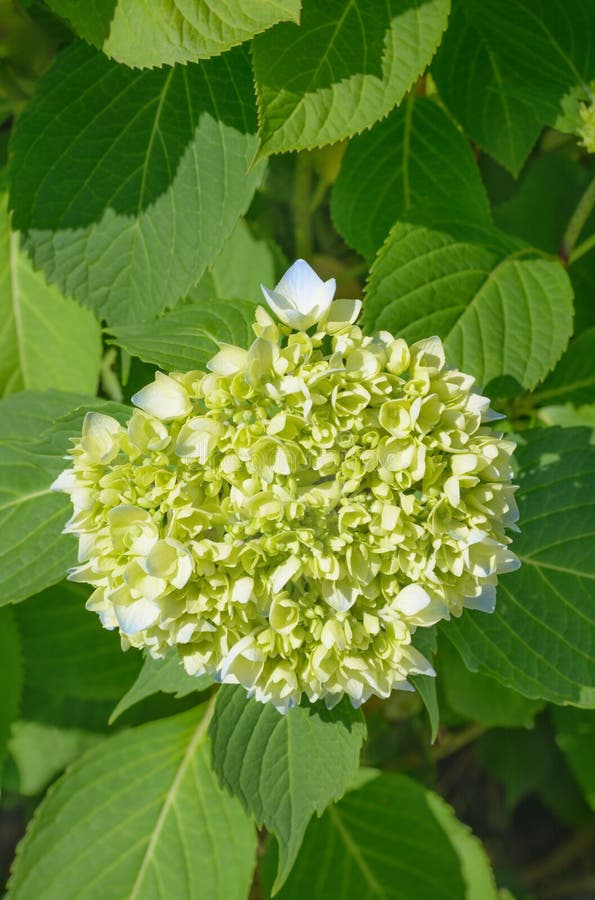 Hydrangeas of Light-green Color Stock Image - Image of people, green ...