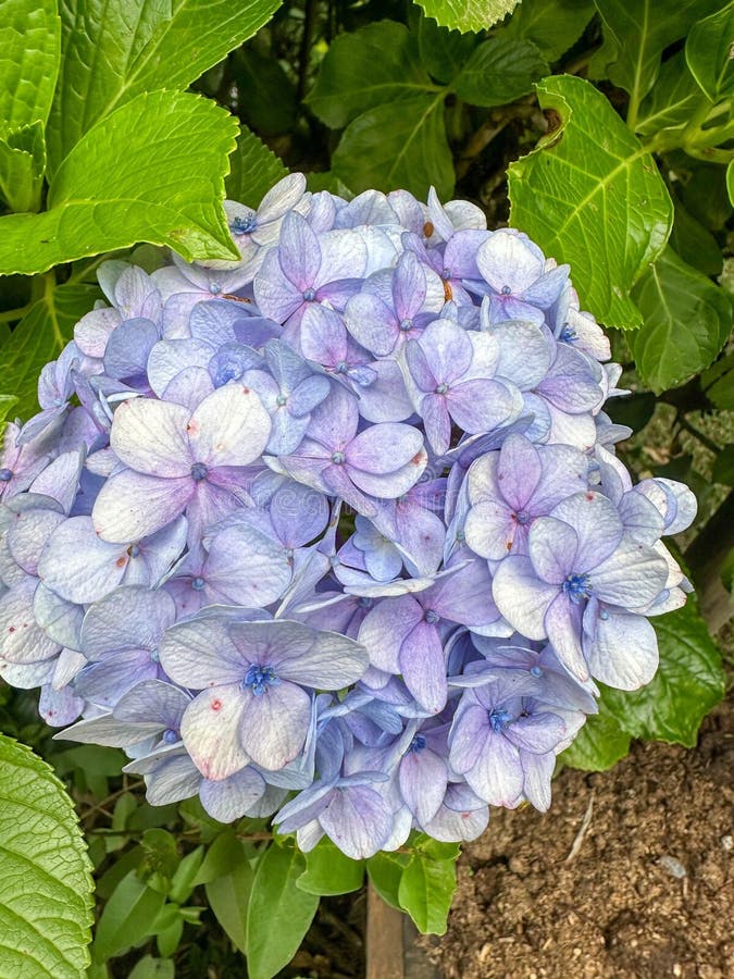 Violet, Blue and White Hydrangea Flower. Stock Image - Image of ...