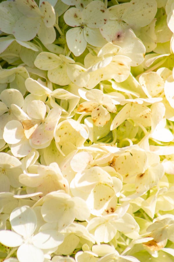 Hydrangeas Petal Bud Background. White Hydrangea Flower. Stock Image ...