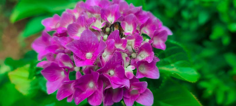 Hydrangeas purple plants stock image. Image of garden - 220099727