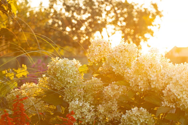 Hydrangeas in the Rays of a Summer Sunset on a Garden Plot, Filled with ...