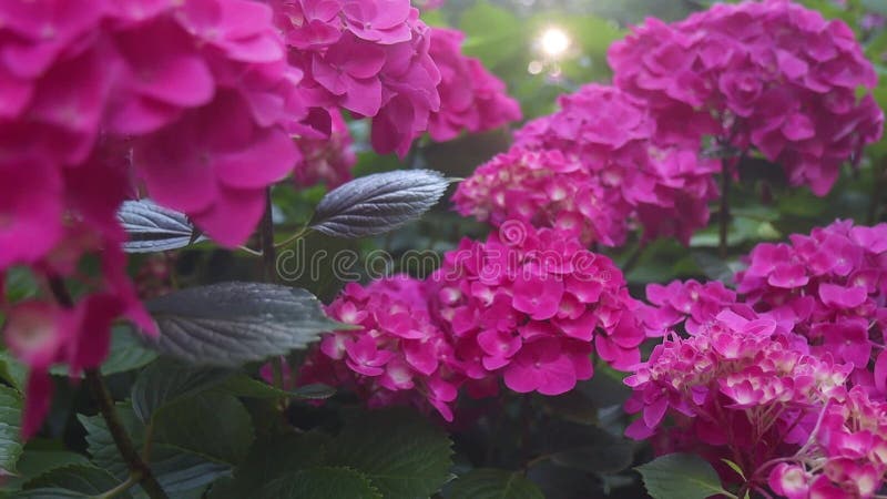 Hydrangeas in a Spring Evening Park Stock Footage - Video of colorful ...