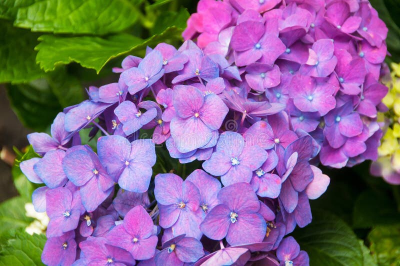 Hydrangeas are the Typical Flowers of the Azores Islands Stock Photo ...