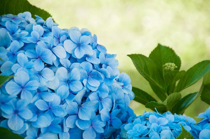 Hydrangeas are the Typical Flowers of the Azores Islands Stock Photo ...