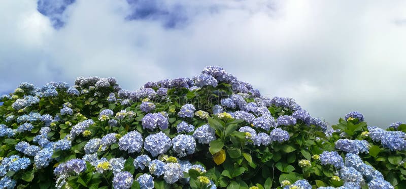 Hydrangeas are the Typical Flowers of the Azores Islands Stock Photo ...