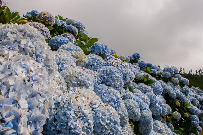 Hydrangeas are the Typical Flowers of the Azores Islands Stock Image ...